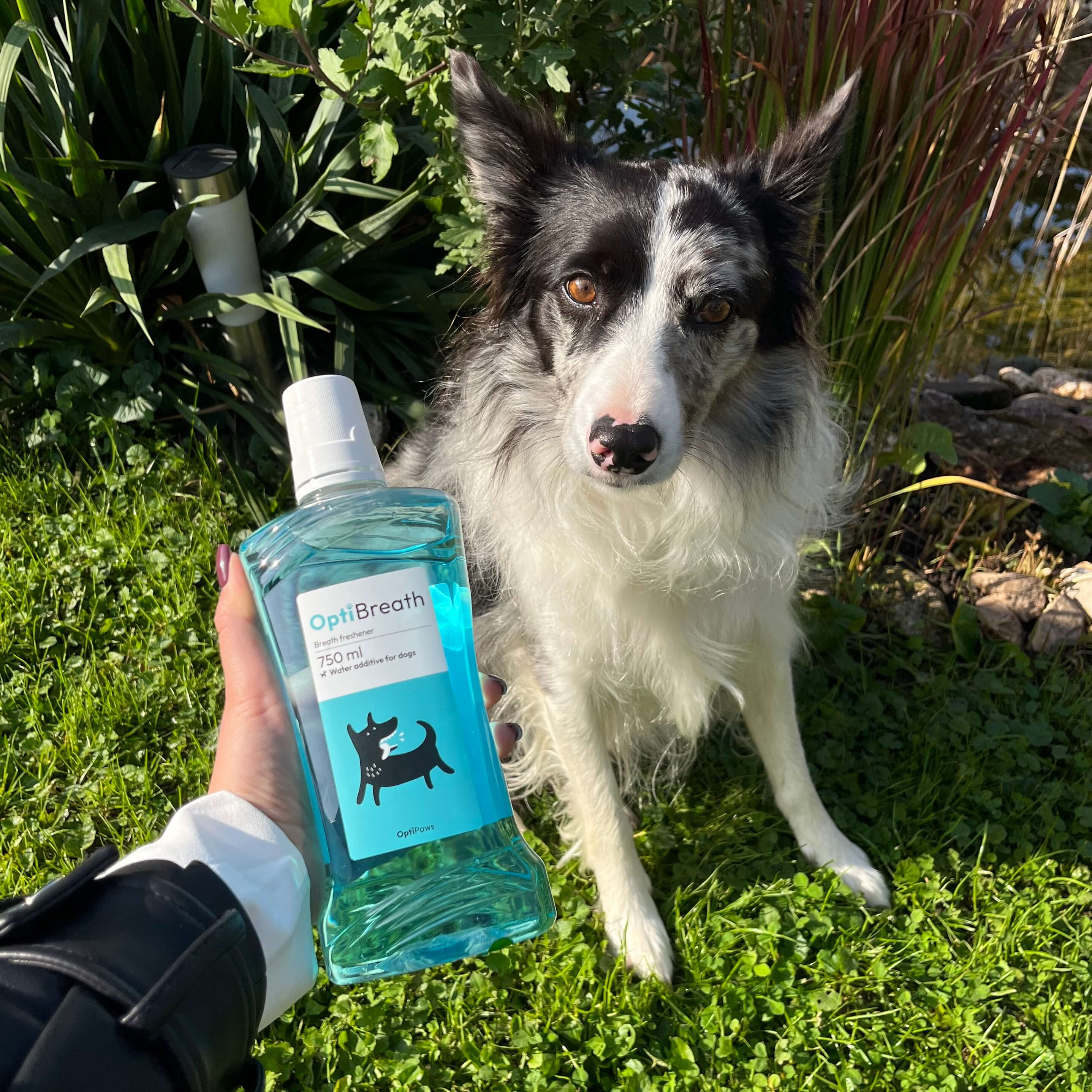 Dental problems (main lander) – OptiPaws