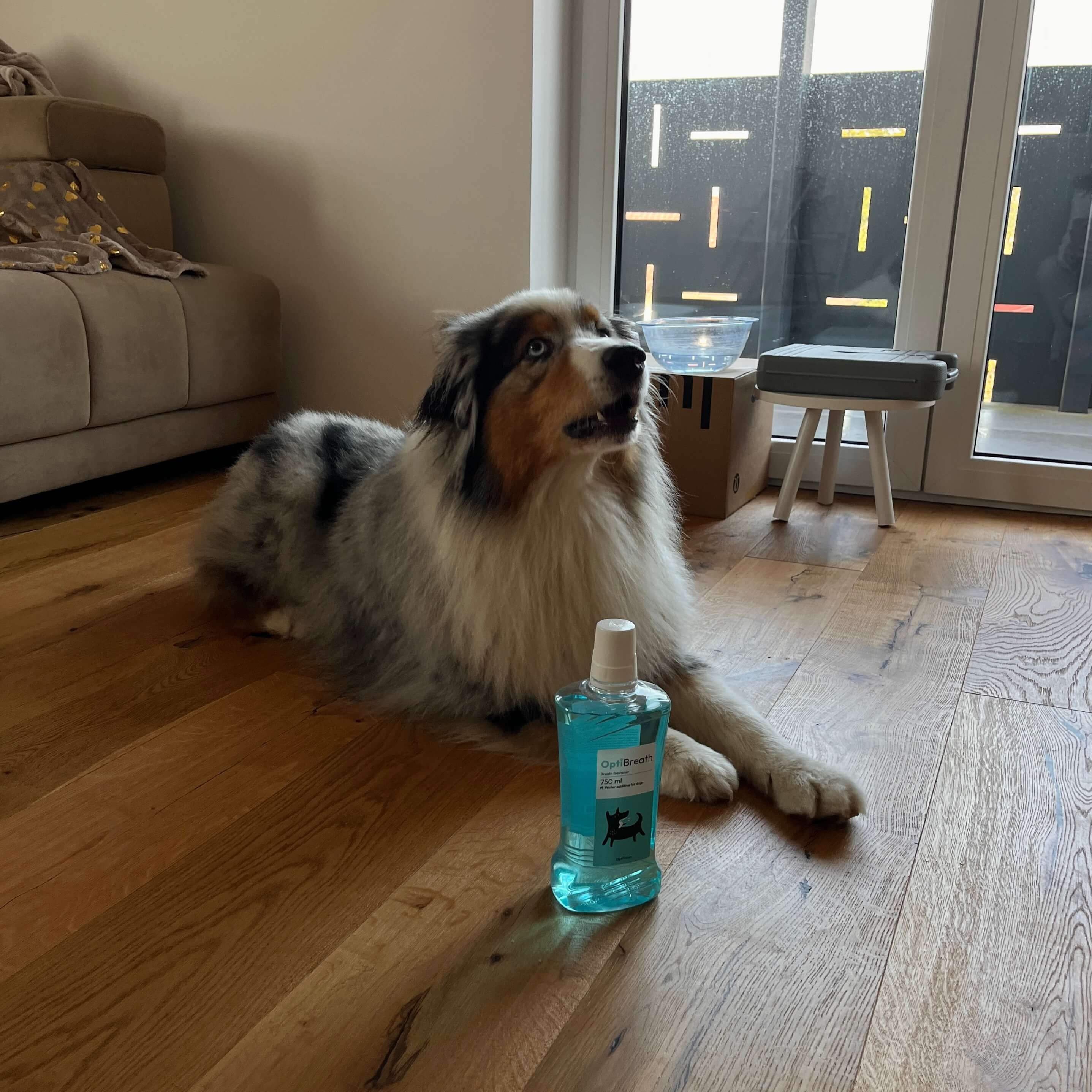 Dental problems (main lander) – OptiPaws